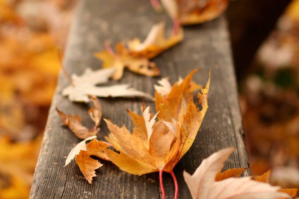 Trauersprüche – Trost und Zuversicht | Bestattungshaus Bonitz Pech